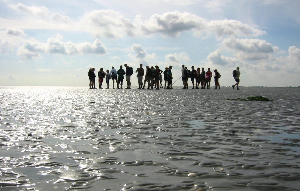 Wadlopen Pieterburen - Natuurlijk Noorden