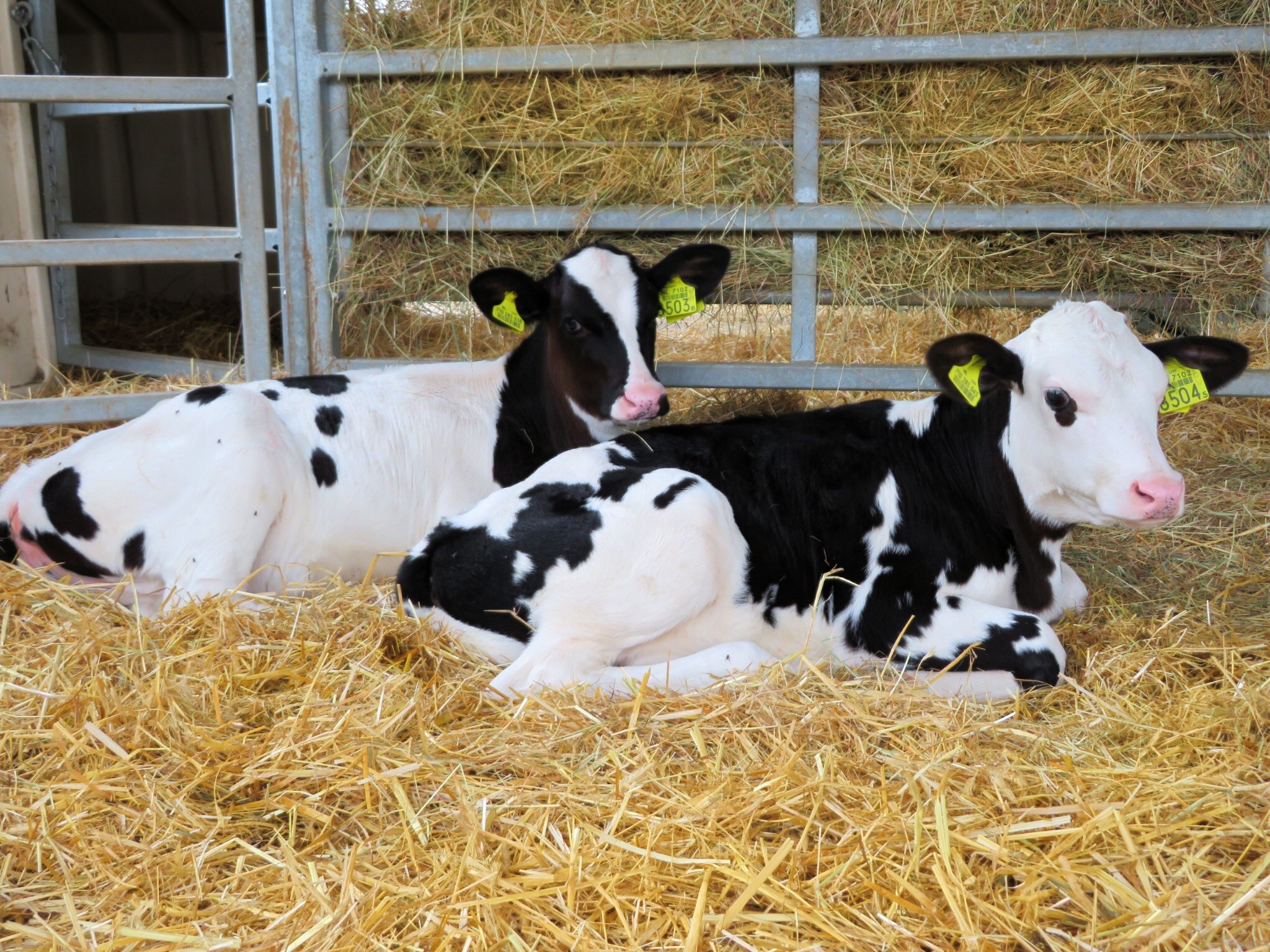kalfjes juli 2019 - Natuurlijk Noorden