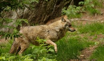 Wolven in Drenthe - Natuurlijk Noorden